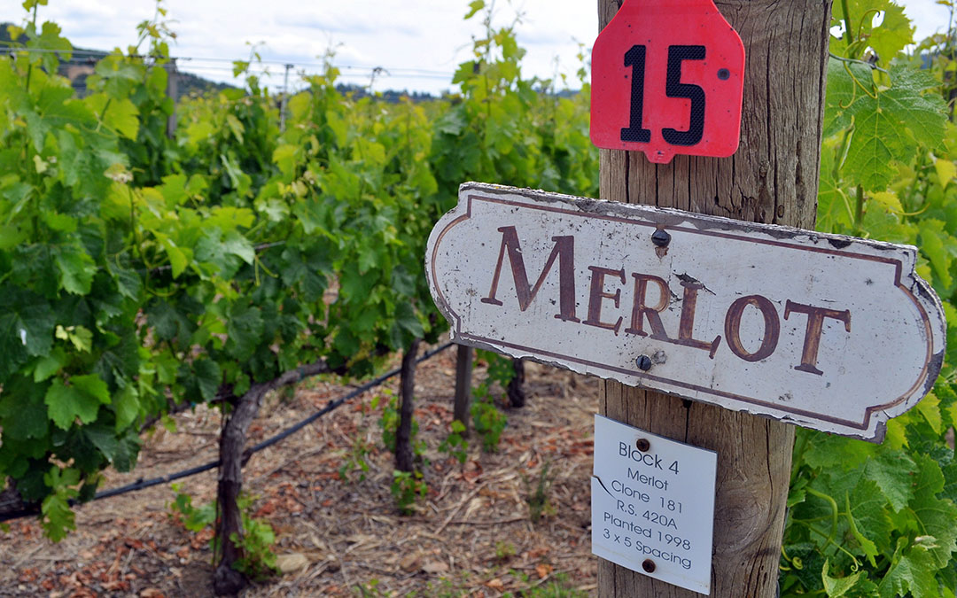 ‘Total Wine & More’ Merlot Value Challenge Kick-Off! – VinCrush